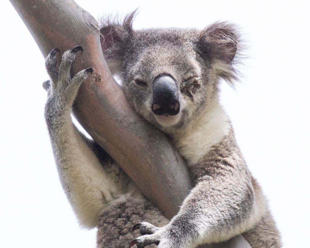 Identifying sick or injured - Moreton Bay Koala Rescue Inc
