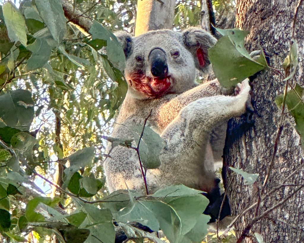 Identifying sick or injured - Moreton Bay Koala Rescue Inc