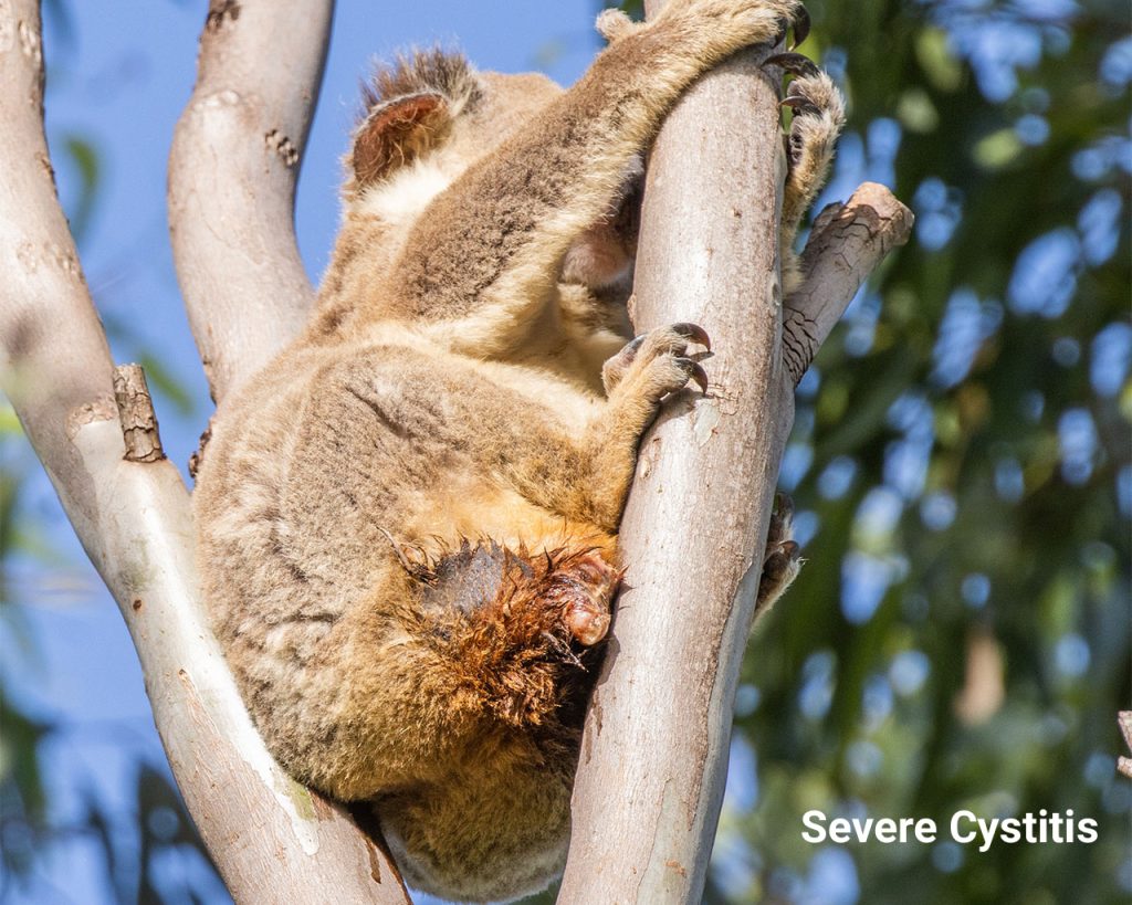 Identifying sick or injured - Moreton Bay Koala Rescue Inc