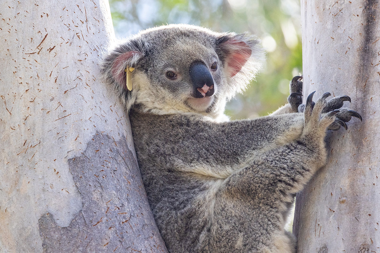Donate or Sponsor - Moreton Bay Koala Rescue Inc