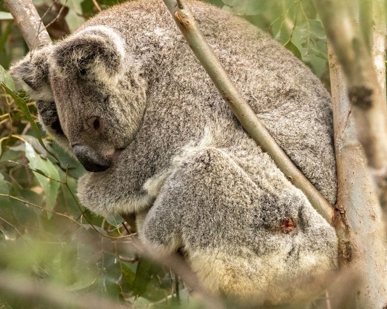 Identifying sick or injured - Moreton Bay Koala Rescue Inc