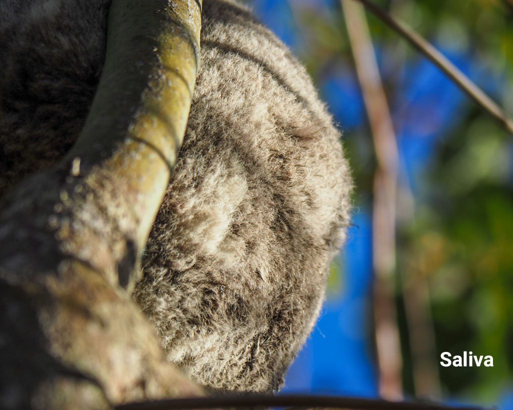 Identifying sick or injured - Moreton Bay Koala Rescue Inc